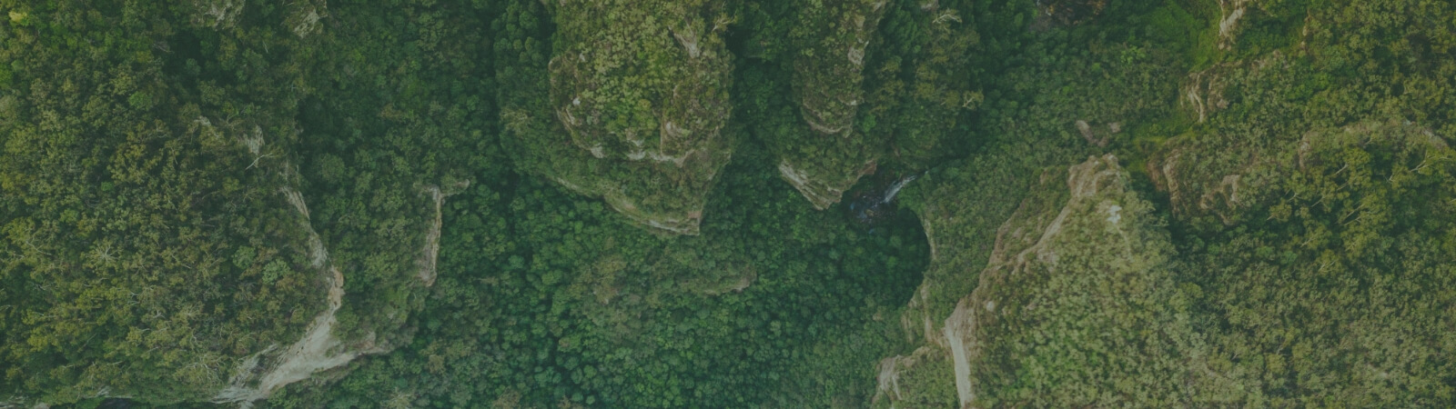 Projects - Pacific Reforestation