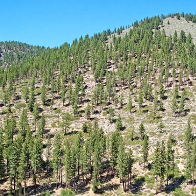 Reforestation In East Coast Of Australia - Pacific Reforestation