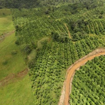 Forest Renewal In South - Pacific Reforestation