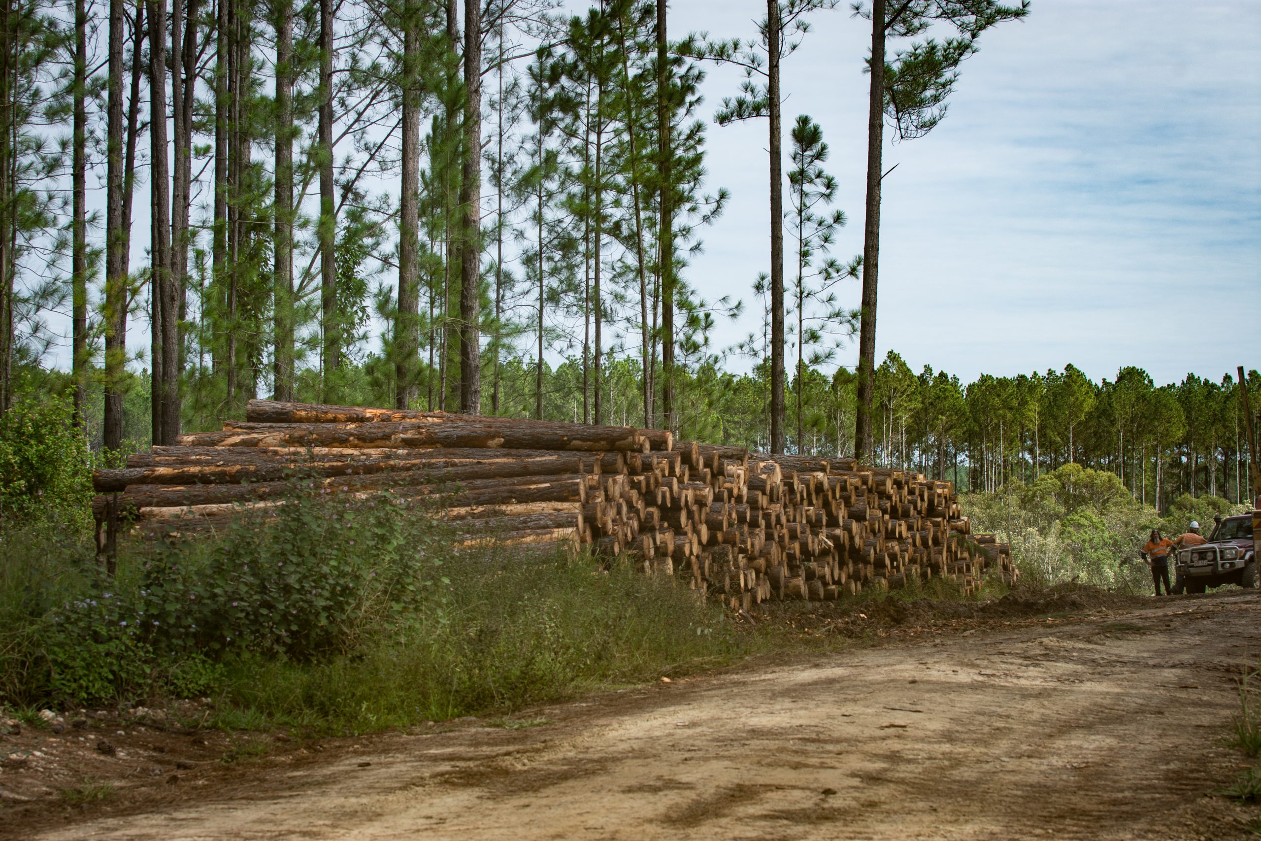 Safety - Pacific Reforestation